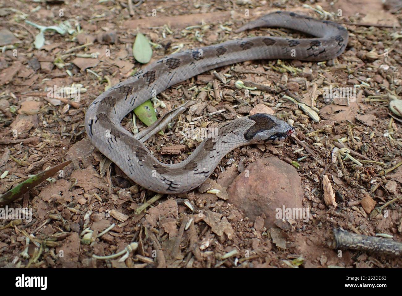 Night adder hi-res stock photography and images - Alamy