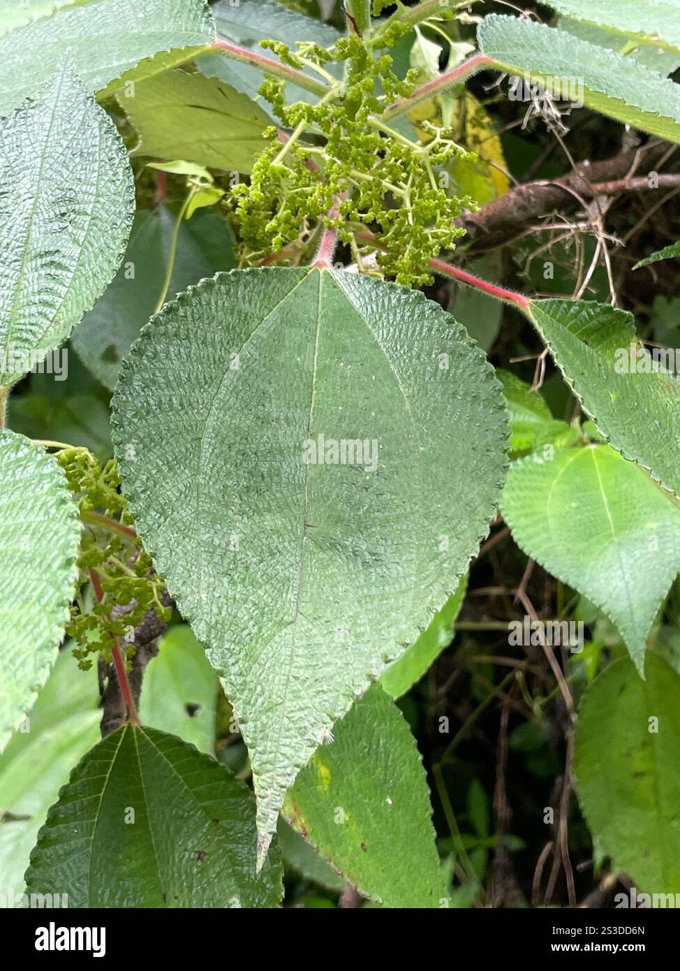 nettle family (Urticaceae Stock Photo - Alamy