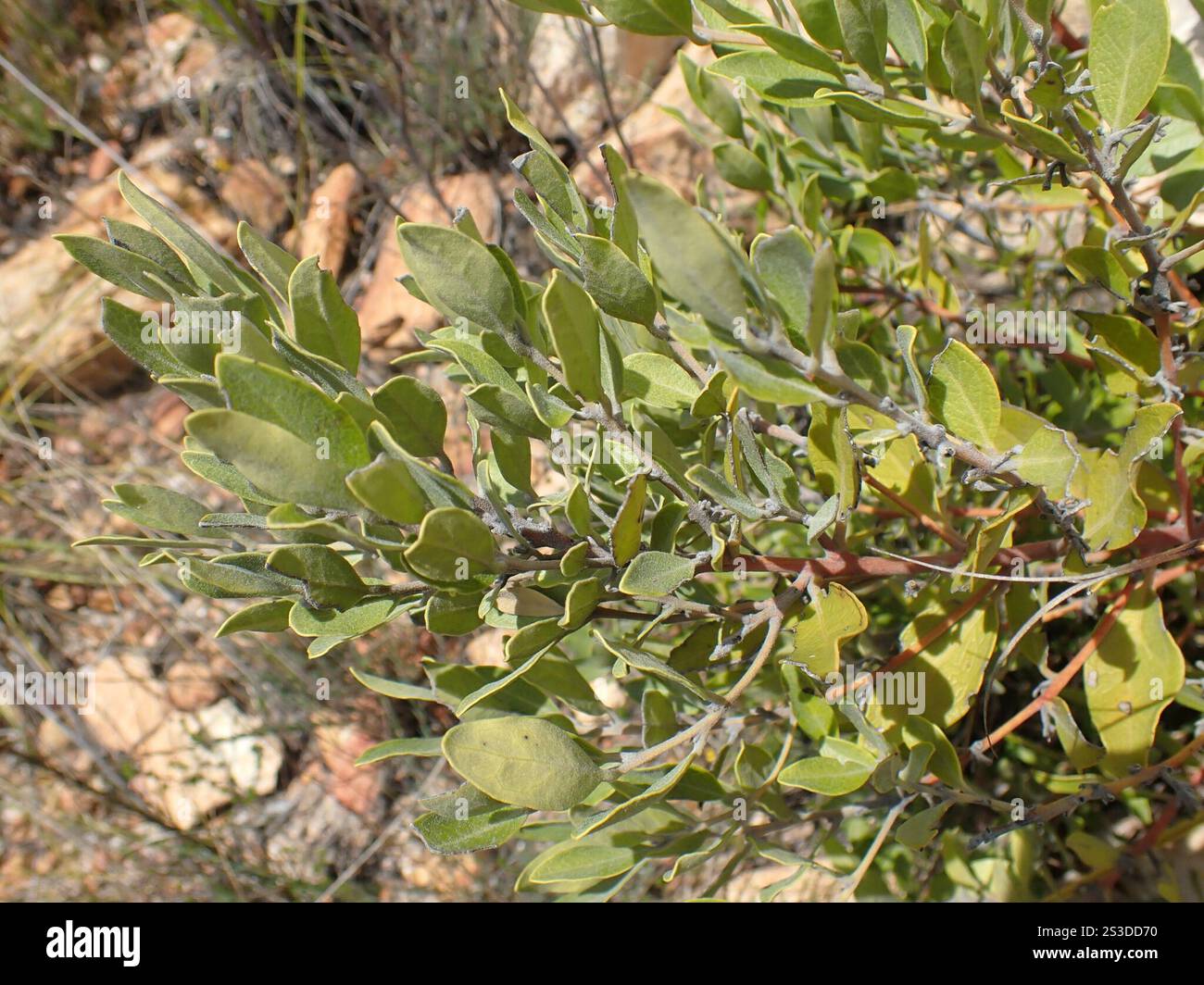 Baboon Guarri (Euclea polyandra Stock Photo - Alamy