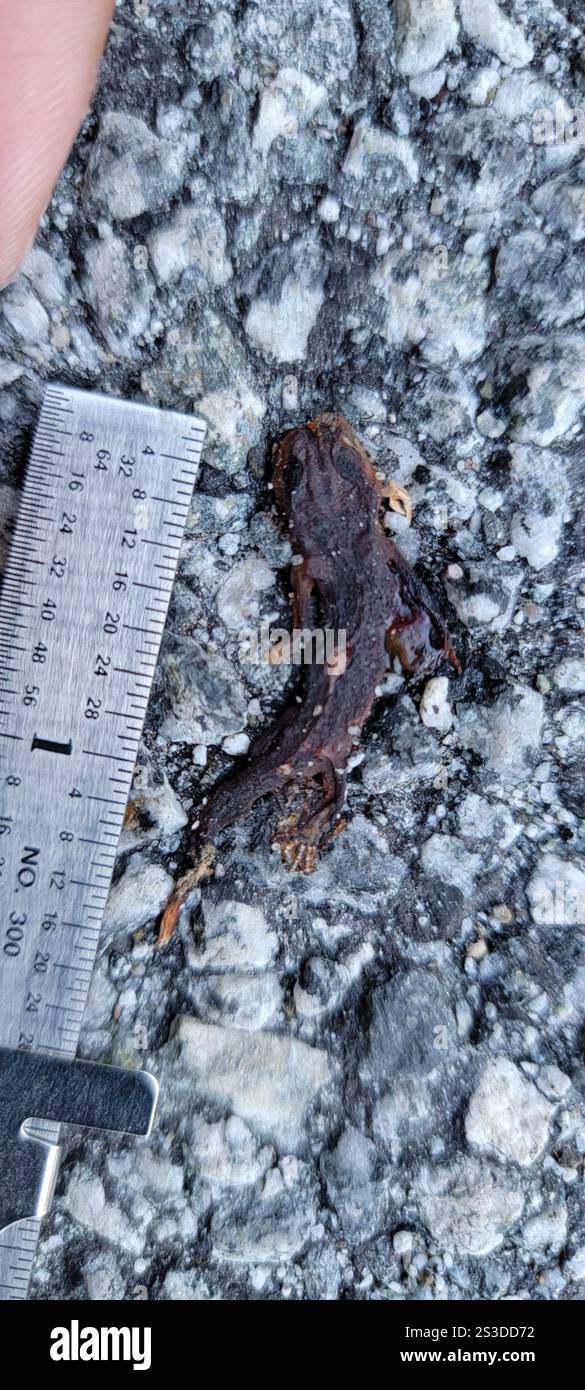 Pacific Newts (Taricha Stock Photo - Alamy