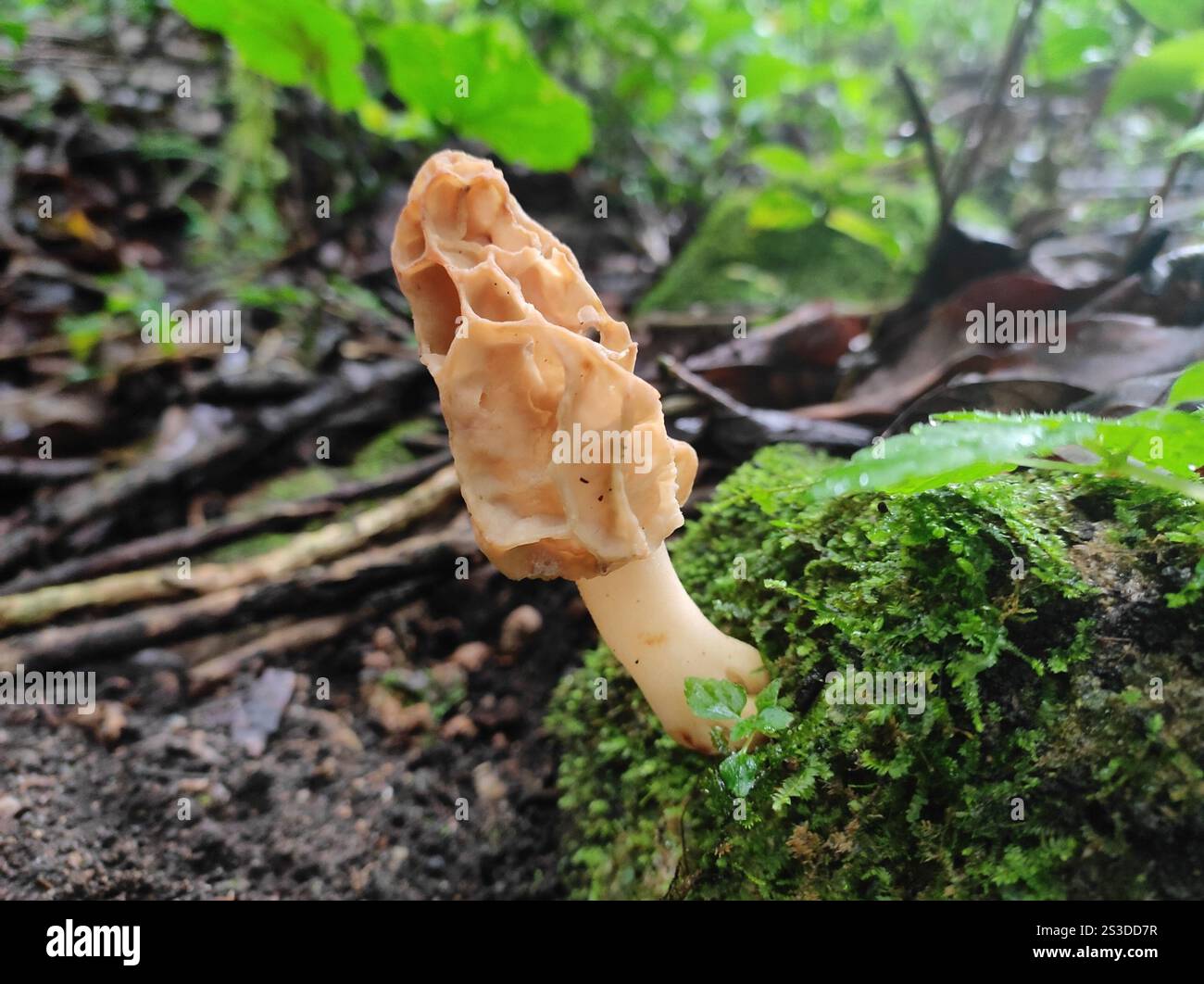 true morels (Morchella Stock Photo - Alamy