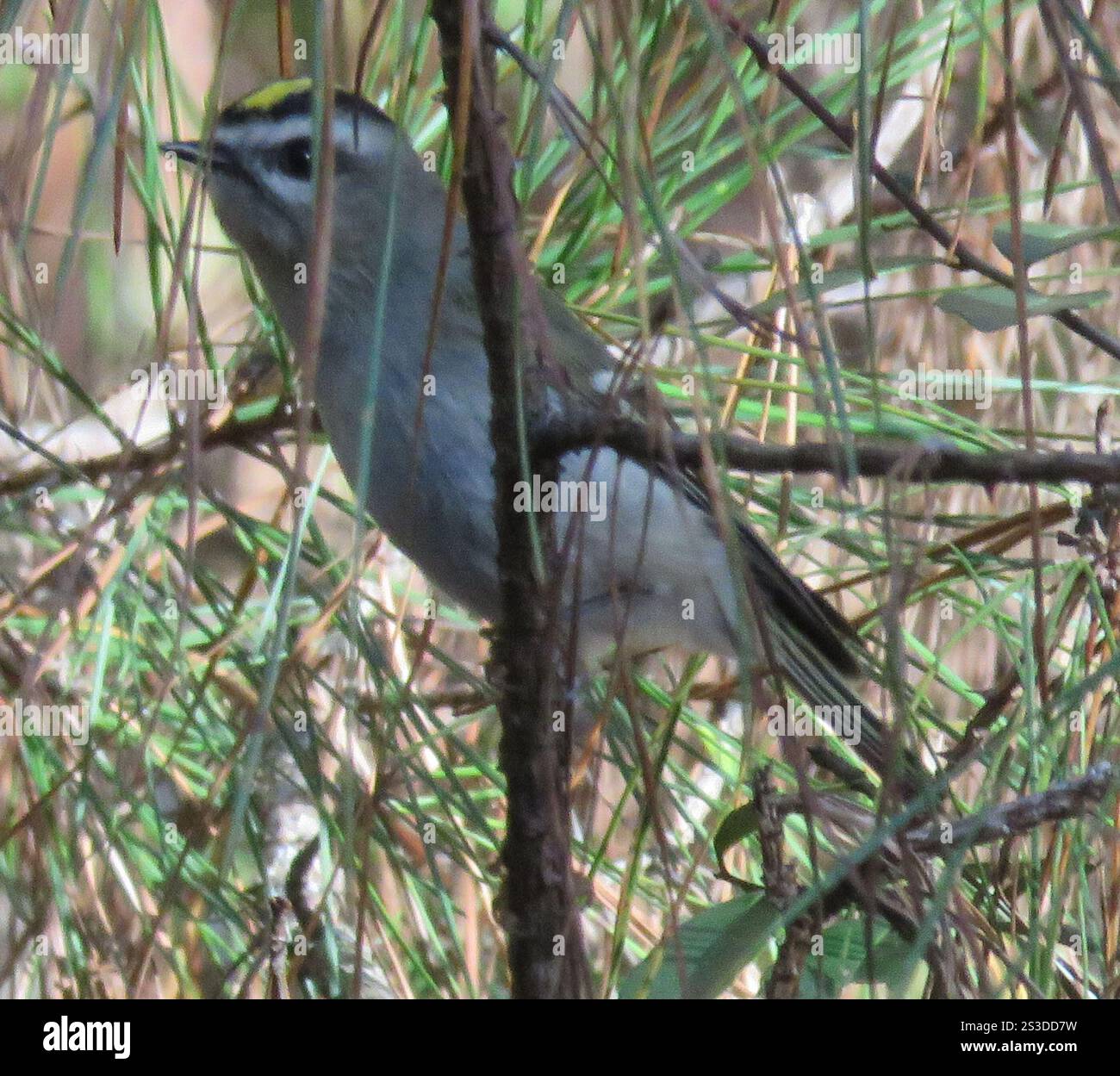 Golden-crowned Kinglet (Regulus satrapa Stock Photo - Alamy