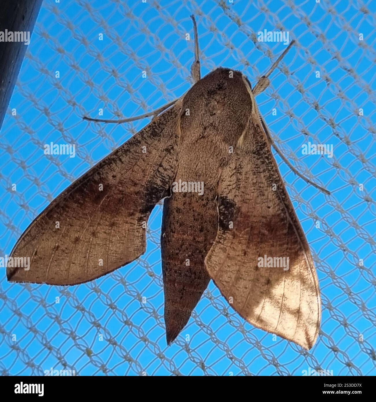 Coprosma Hawk Moth (Hippotion scrofa Stock Photo - Alamy
