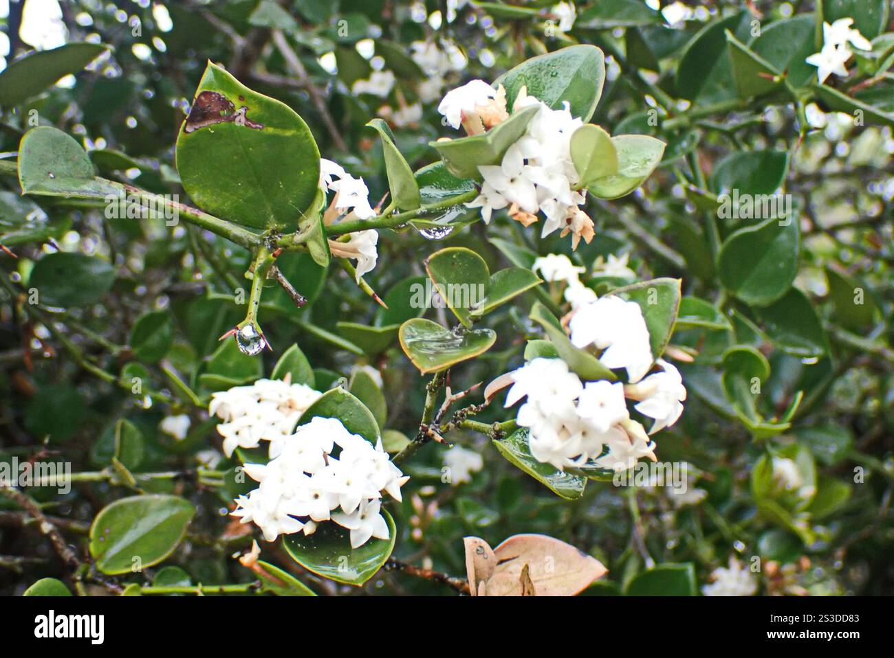 num-num (Carissa bispinosa Stock Photo - Alamy
