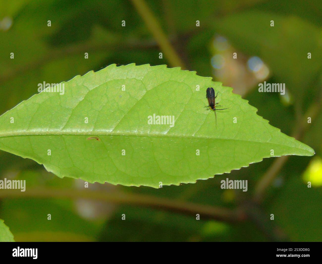 Net-winged Beetles (Lycidae Stock Photo - Alamy