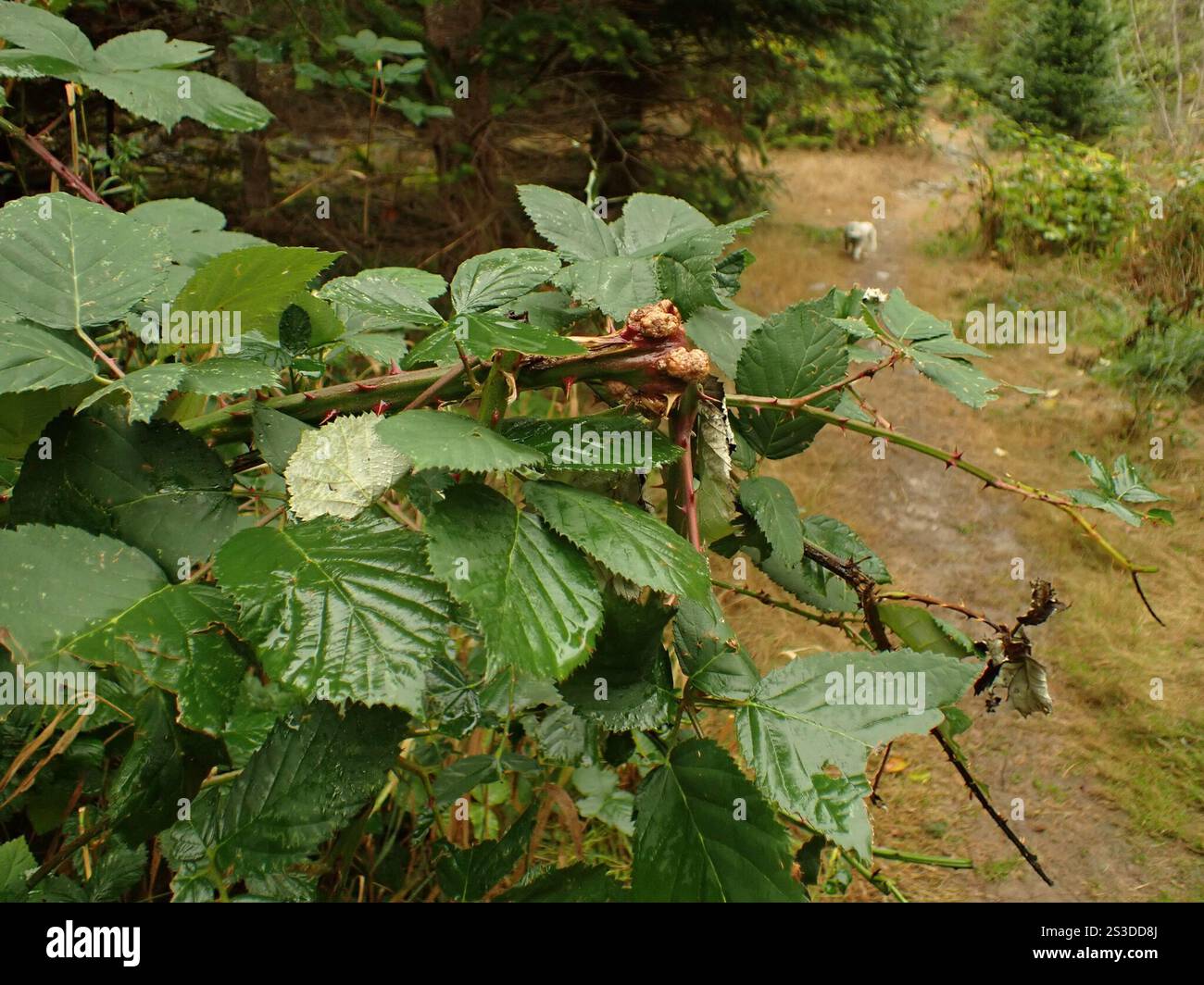 bacterial crown gall (Agrobacterium radiobacter Stock Photo - Alamy