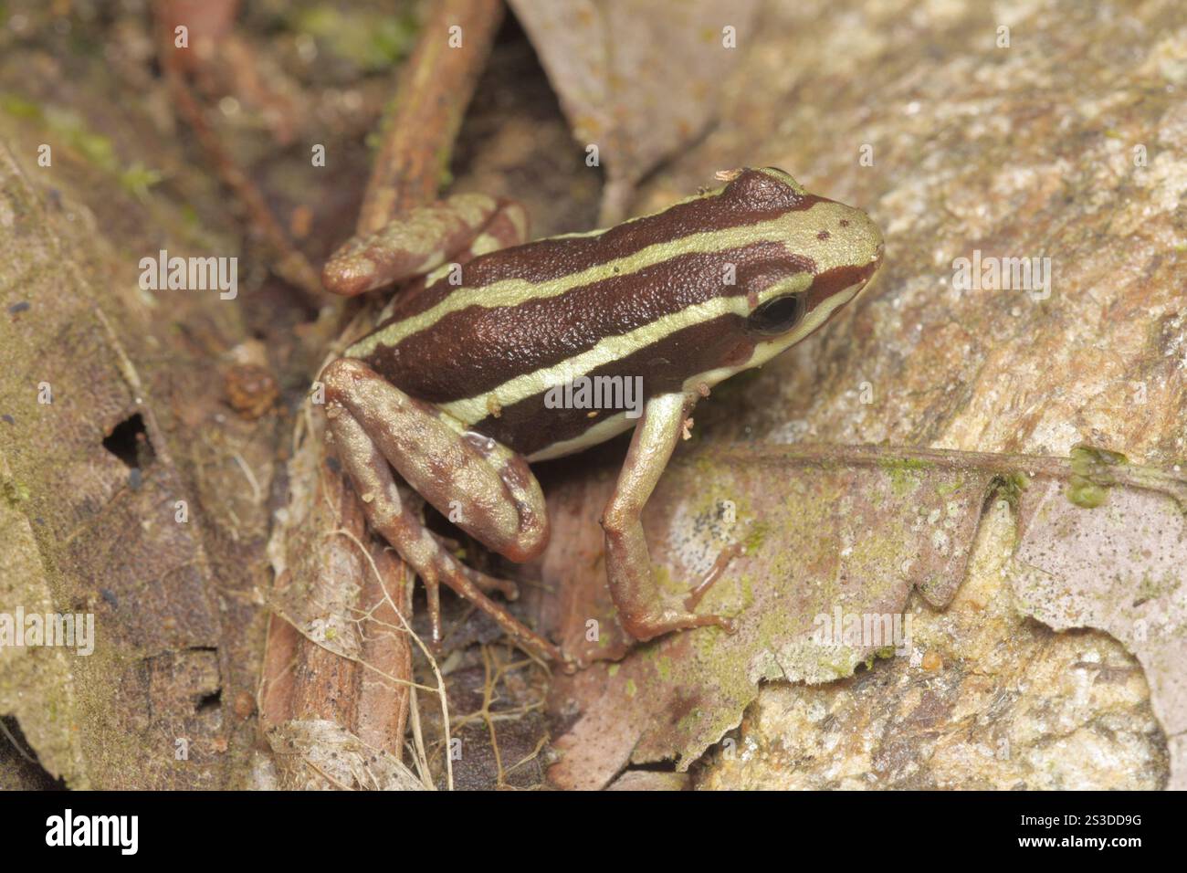 Anthony's Poison Arrow Frog (Epipedobates anthonyi Stock Photo - Alamy