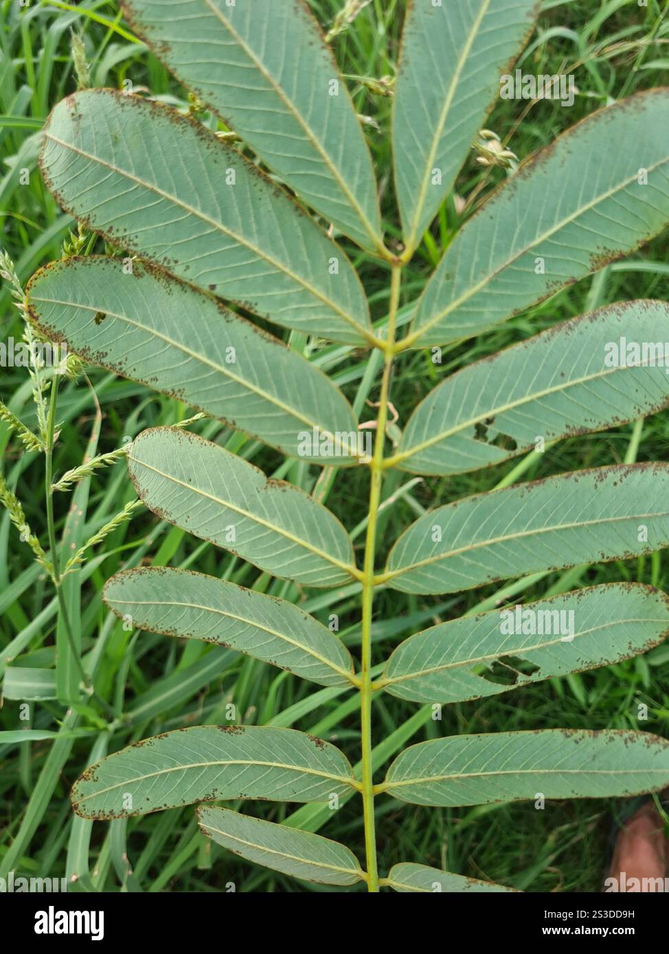 reticulate senna (Senna reticulata Stock Photo - Alamy