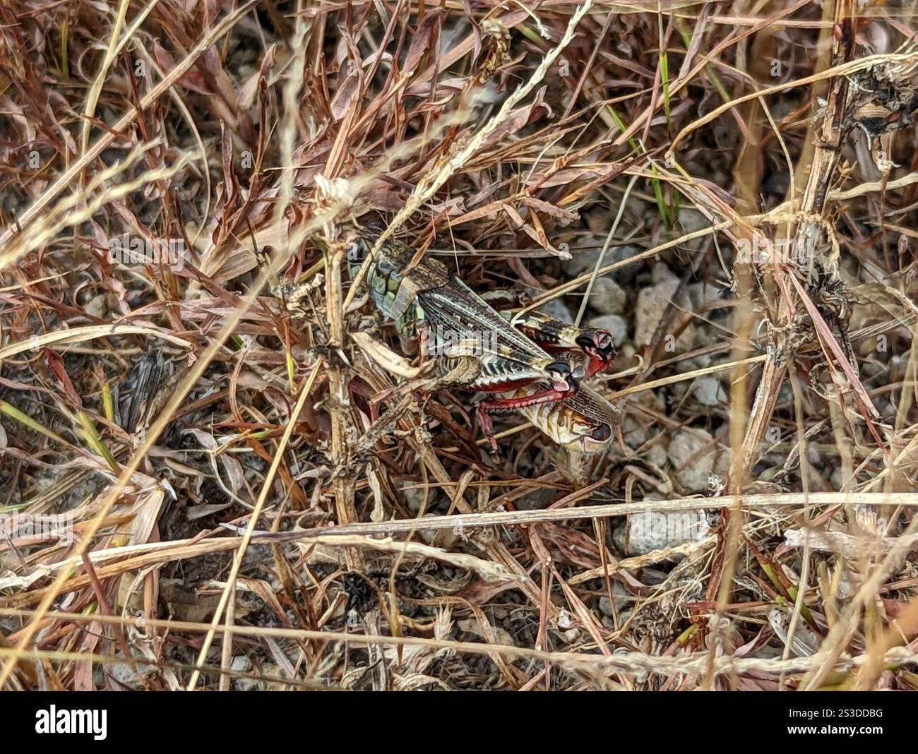 Spur-throated Grasshoppers (Melanoplinae Stock Photo - Alamy