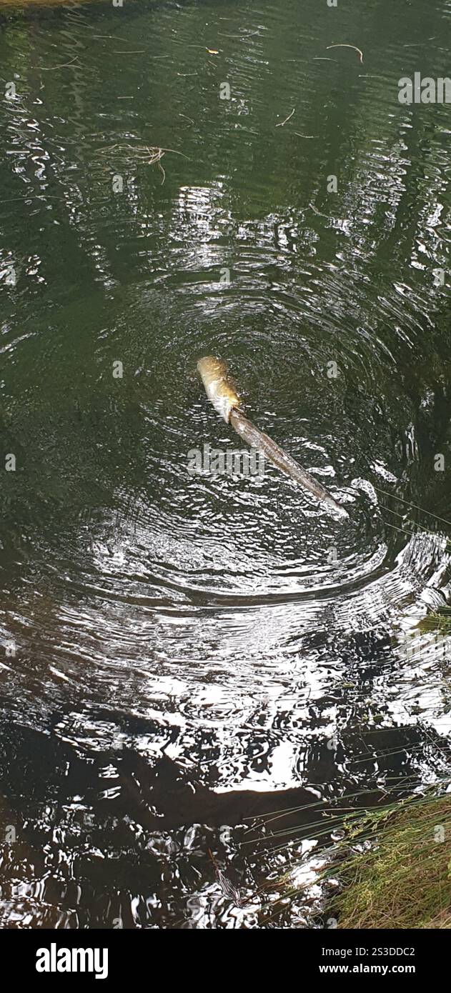 Australian Long-finned Eel (Anguilla reinhardtii Stock Photo - Alamy