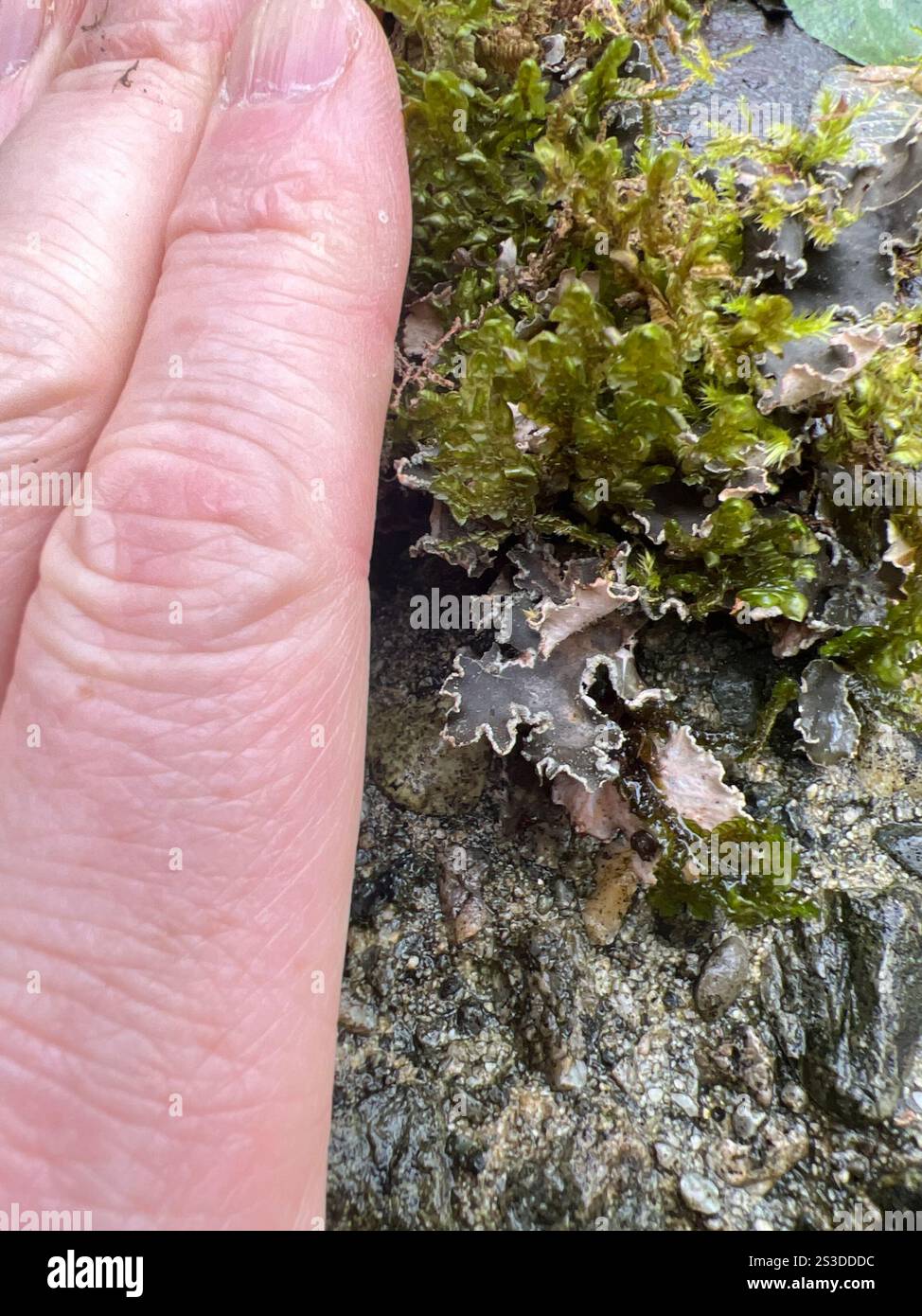 tree pelt lichen (Peltigera collina Stock Photo - Alamy