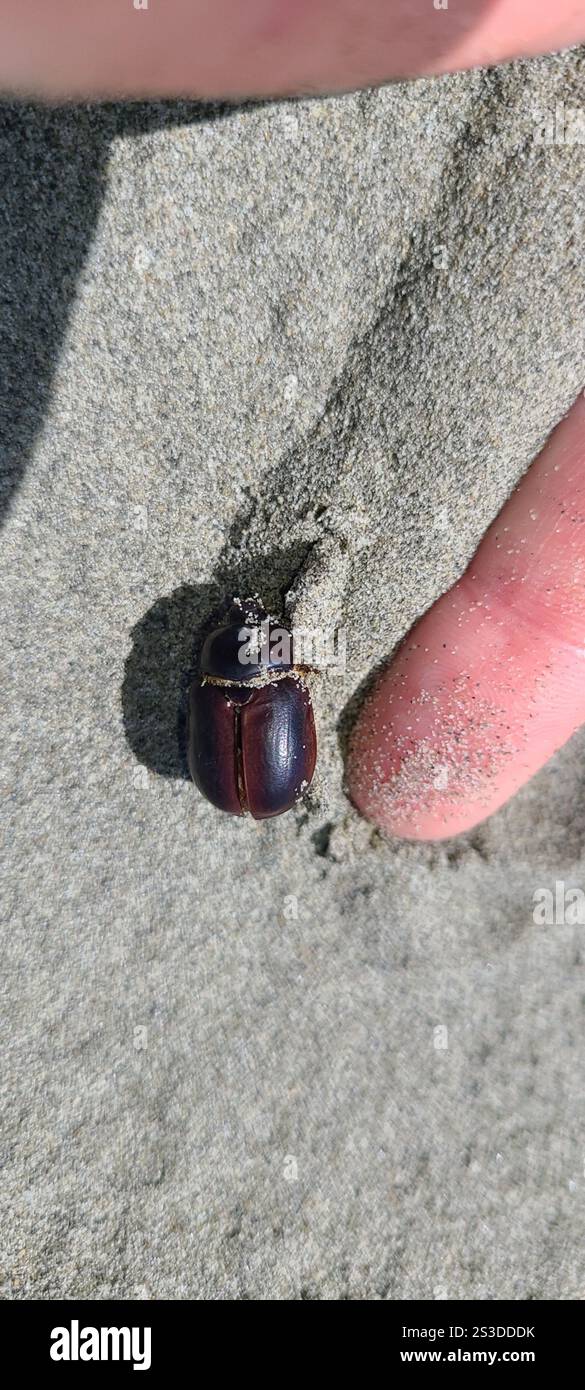Large Sand Scarab (Pericoptus truncatus Stock Photo - Alamy