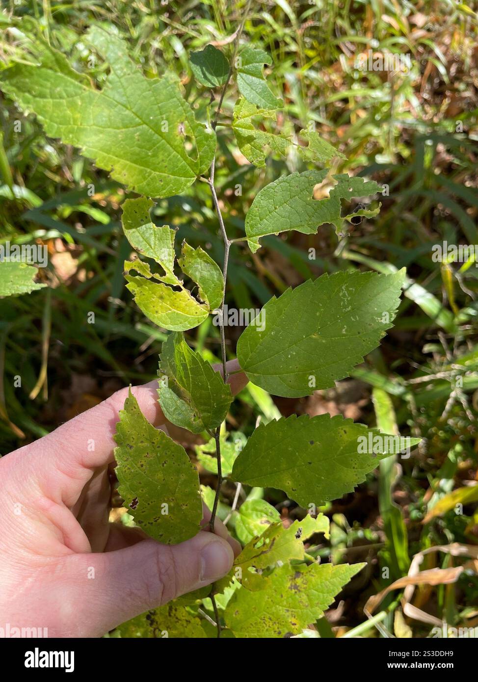 sugar hackberry (Celtis laevigata Stock Photo - Alamy