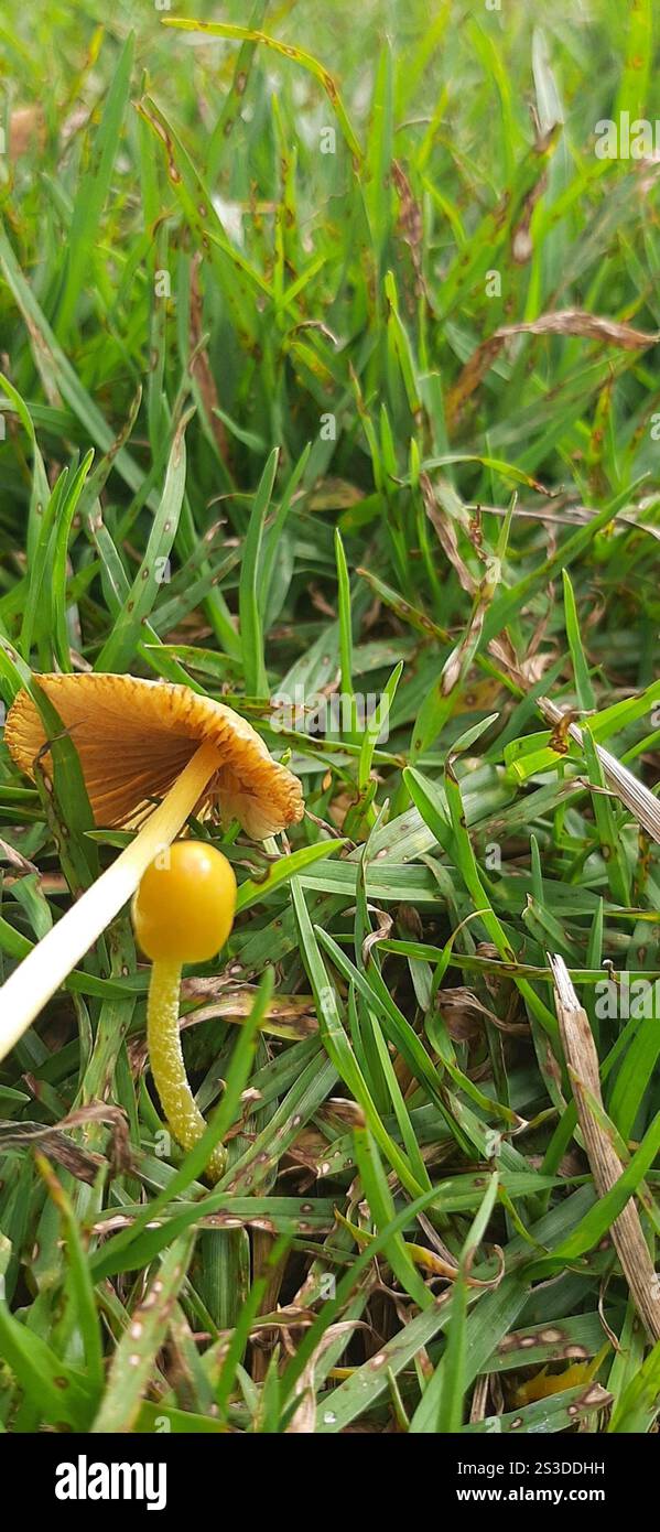 milky conecap (Conocybe apala Stock Photo - Alamy