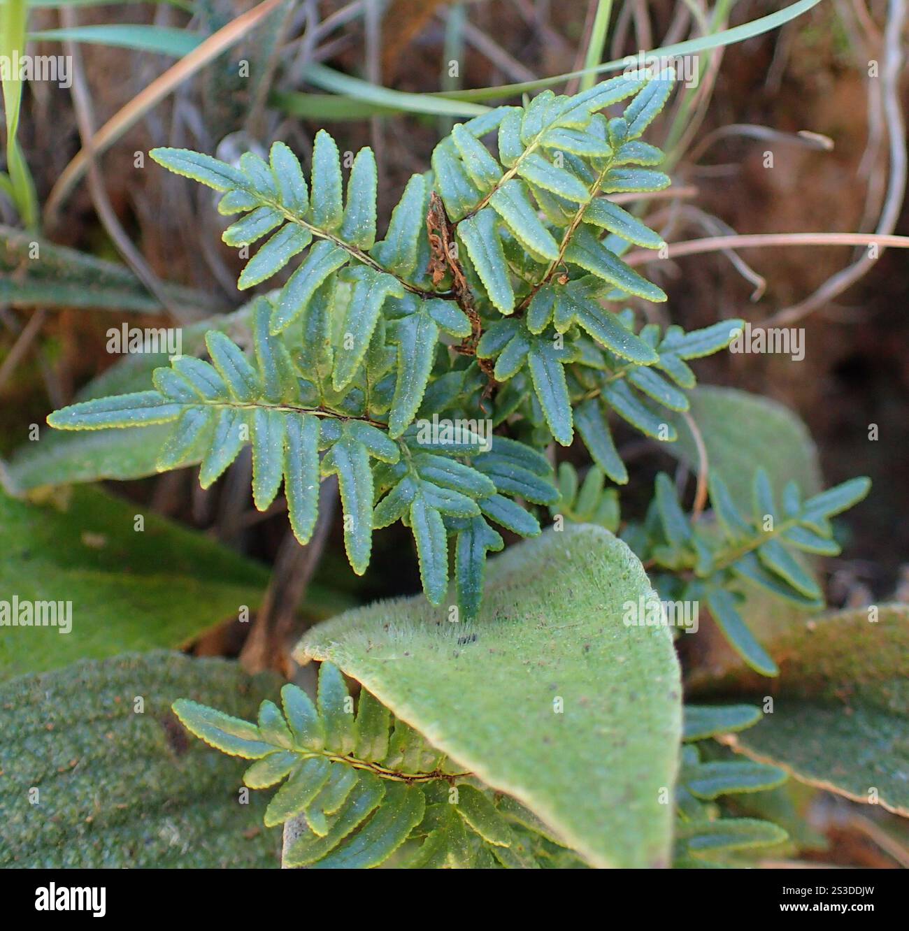 Four-Pinnate Lip Fern (Cheilanthes quadripinnata Stock Photo - Alamy