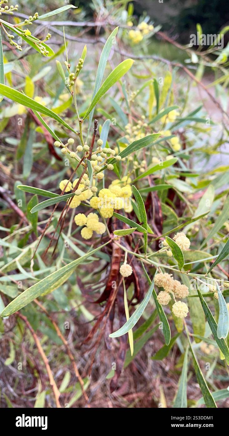Silver Wattle (Acacia retinodes Stock Photo - Alamy