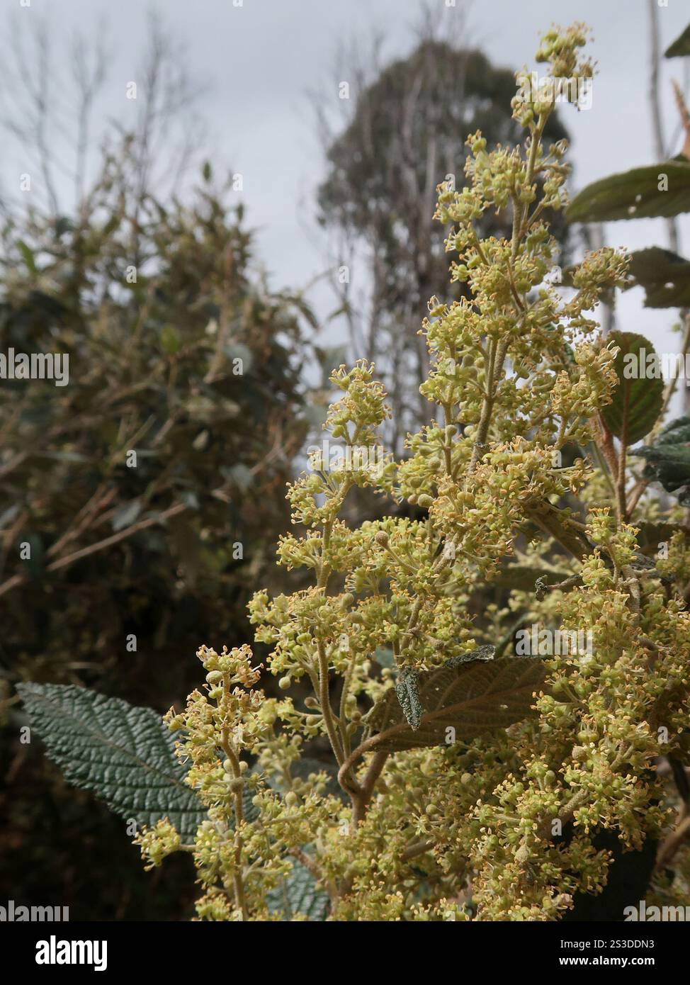 Tainui hi-res stock photography and images - Alamy