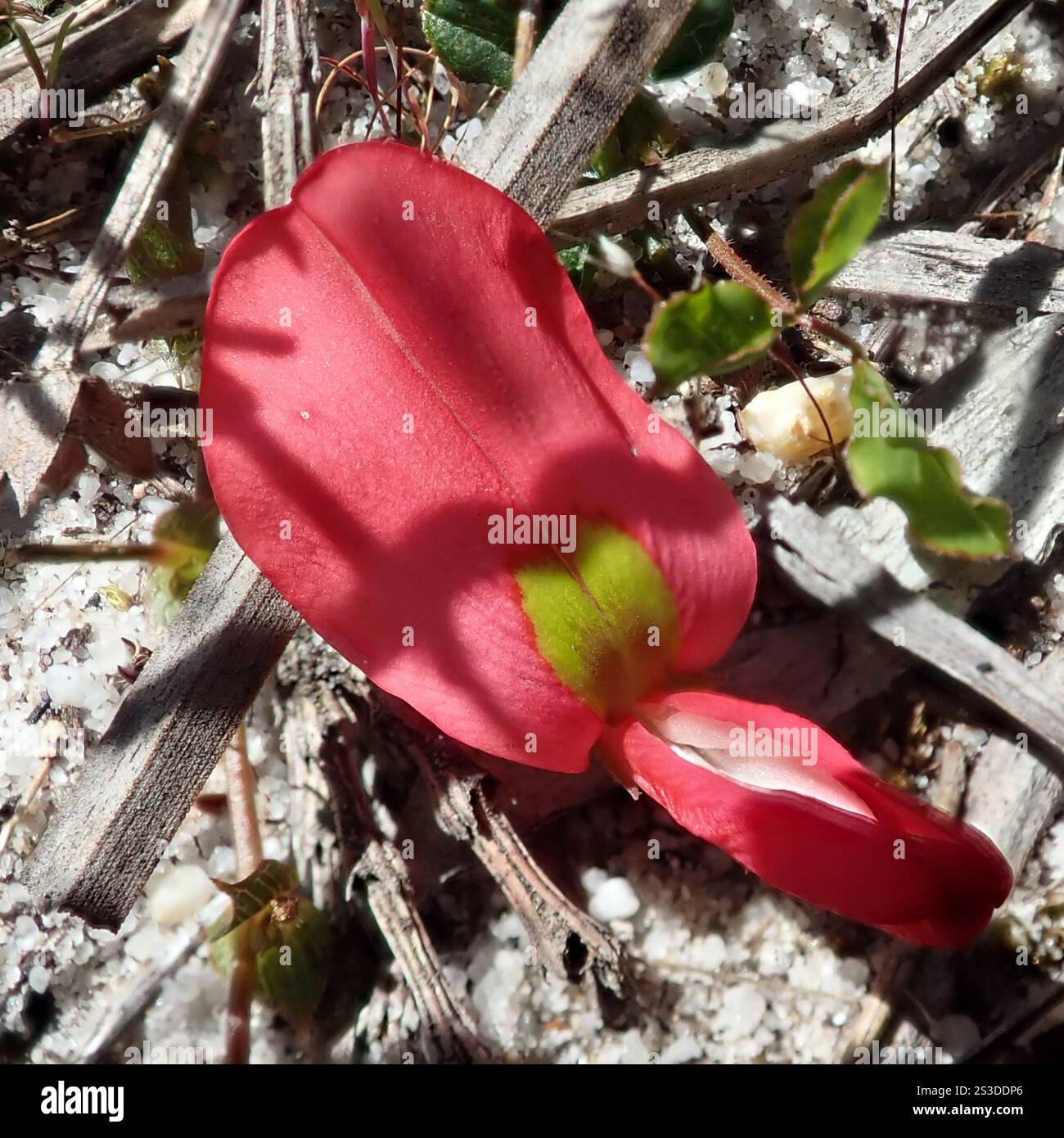 Running Postman (Kennedia prostrata Stock Photo - Alamy