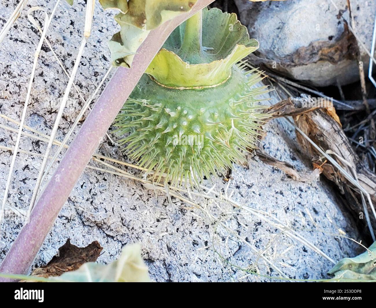Sacred Datura (Datura wrightii Stock Photo - Alamy