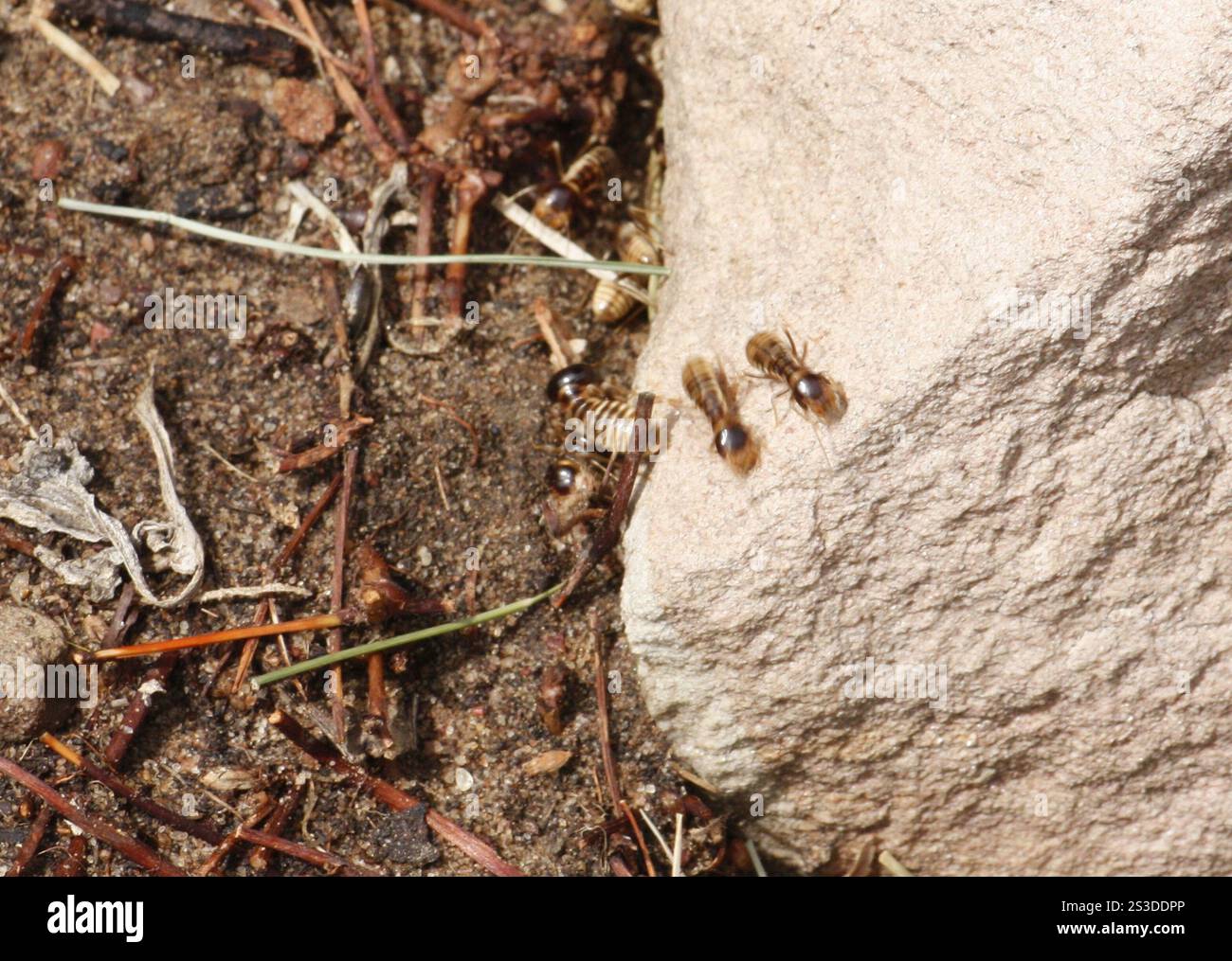 Northern Harvester Termite (Hodotermes mossambicus Stock Photo - Alamy