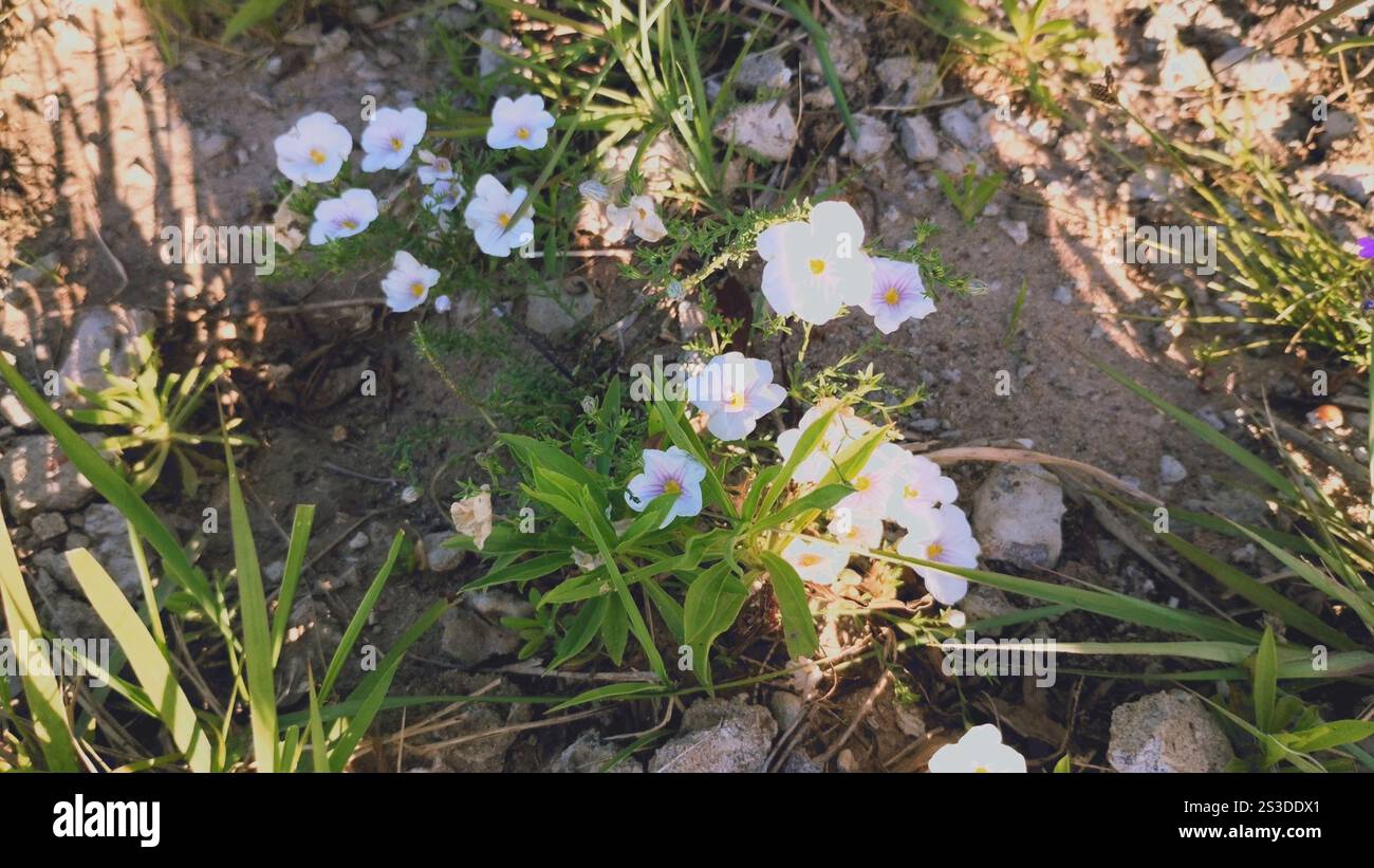 dwarf cupflower (Nierembergia linariifolia Stock Photo - Alamy