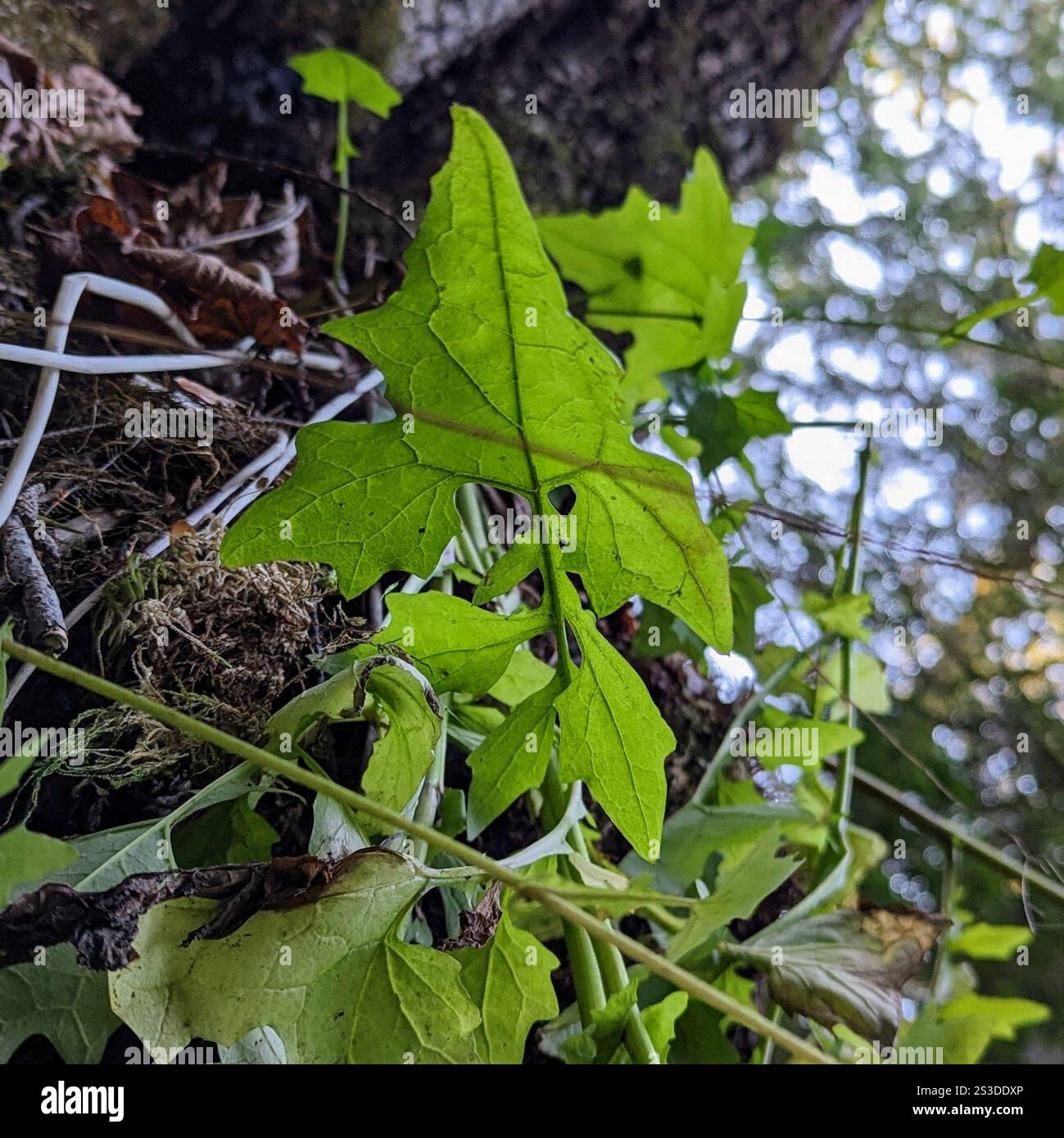 Wall Lettuce (Mycelis muralis Stock Photo - Alamy