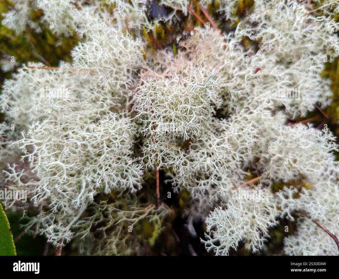 Reindeer Lichen (Cladonia portentosa Stock Photo - Alamy