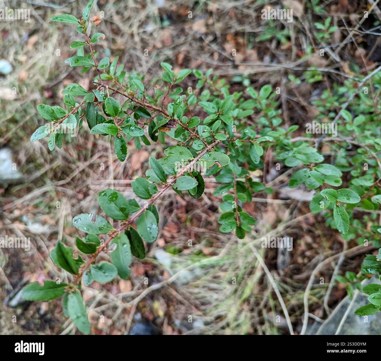 Oregon Boxwood (Paxistima myrsinites Stock Photo - Alamy