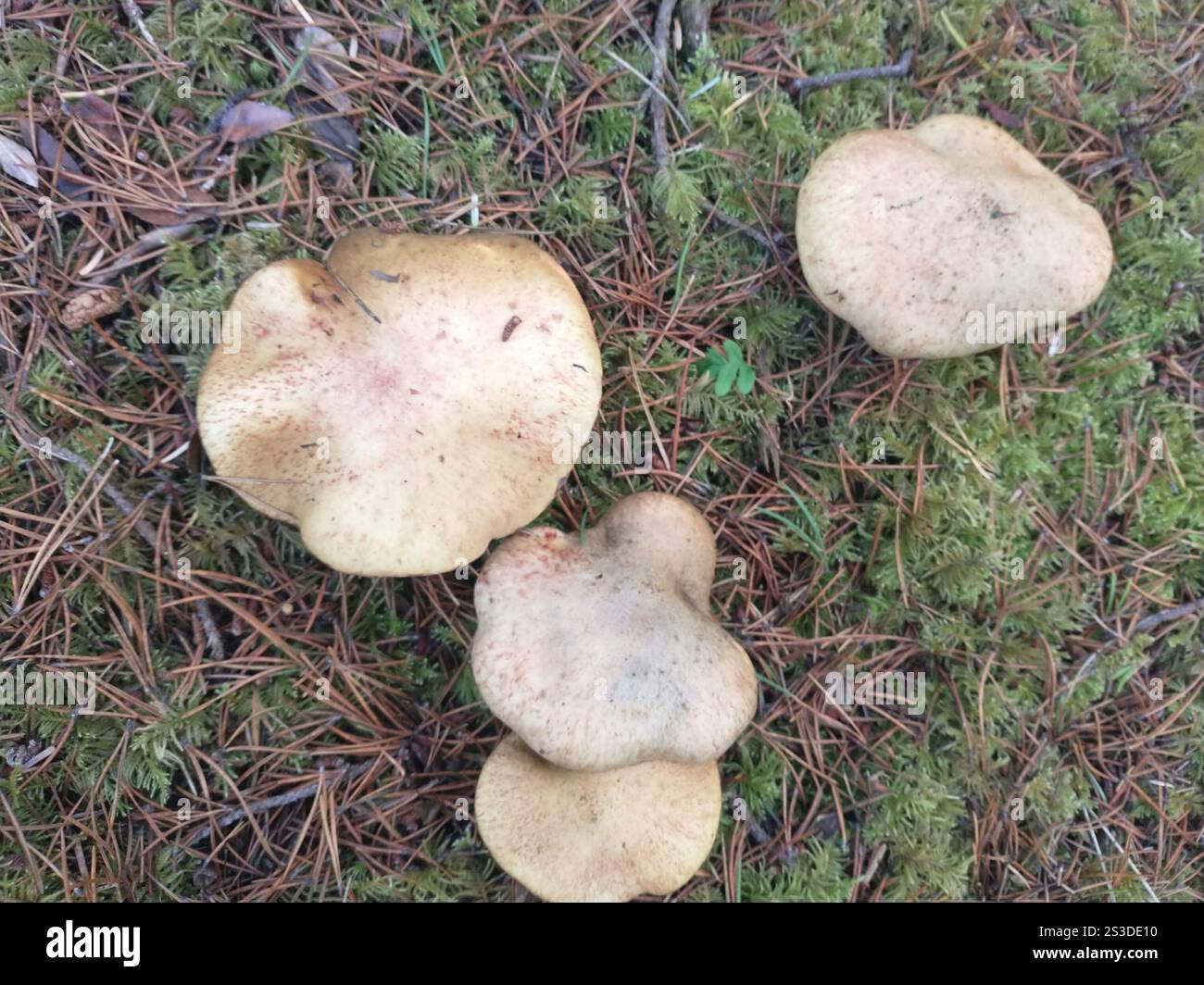 Blue-staining Slippery Jack (Suillus tomentosus Stock Photo - Alamy