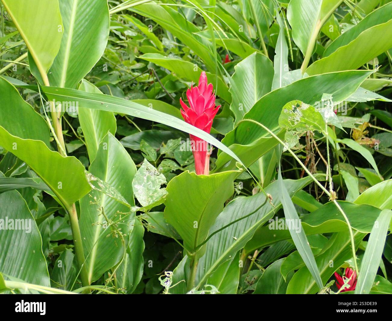 Red Ginger (Alpinia purpurata Stock Photo - Alamy