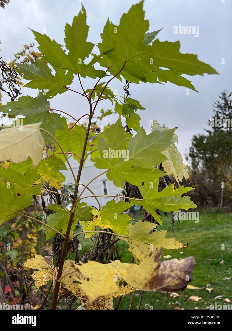 silver maple (Acer saccharinum Stock Photo - Alamy