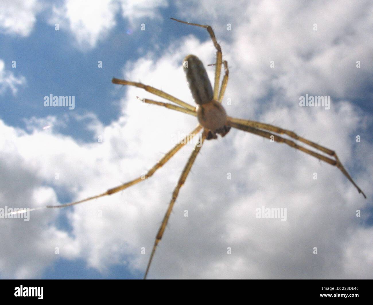 Banded Garden Spider (Argiope trifasciata Stock Photo - Alamy