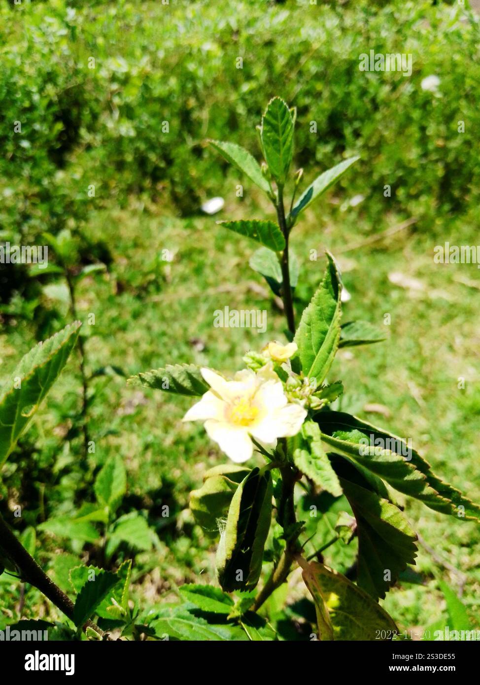 Cuban jute (Sida rhombifolia Stock Photo - Alamy