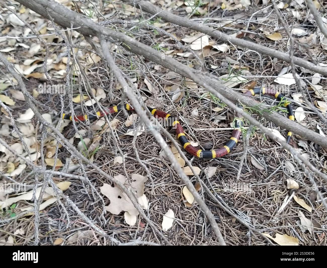 Texas Coralsnake (Micrurus tener Stock Photo - Alamy