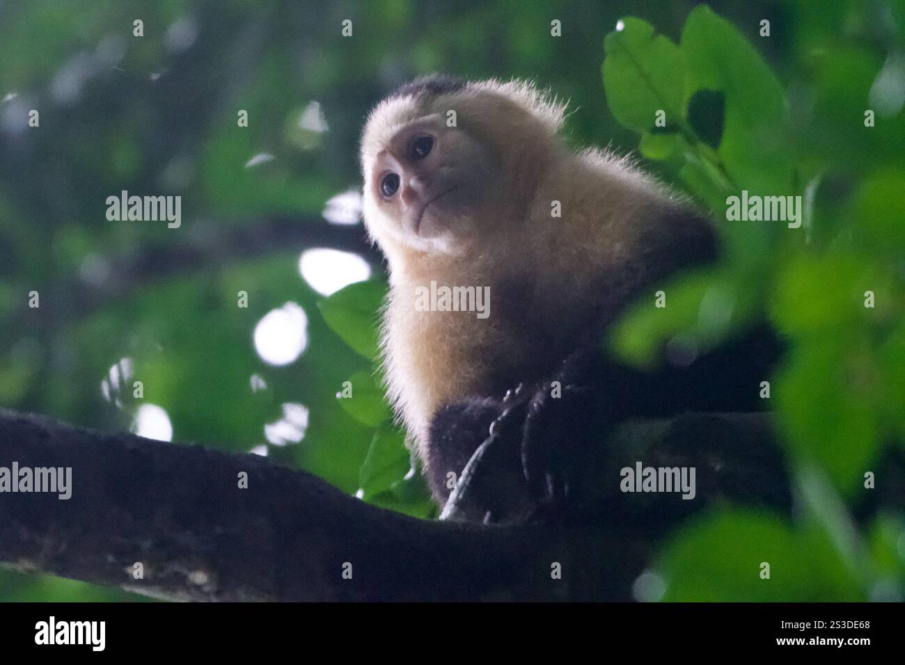 Colombian White-throated Capuchin (Cebus capucinus Stock Photo - Alamy