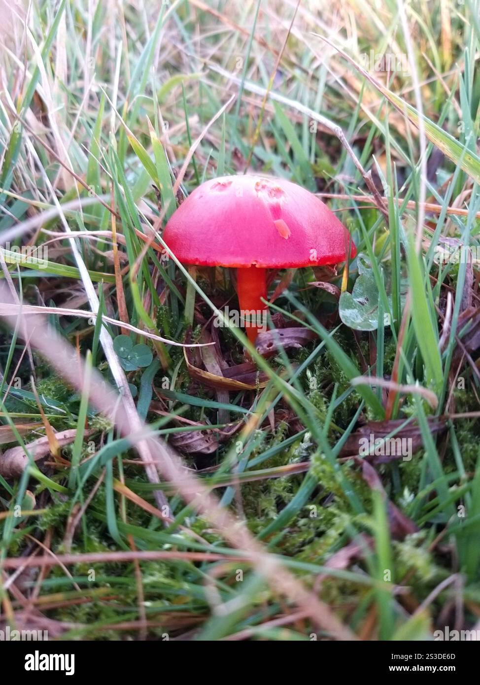Scarlet Waxy Cap (Hygrocybe coccinea Stock Photo - Alamy