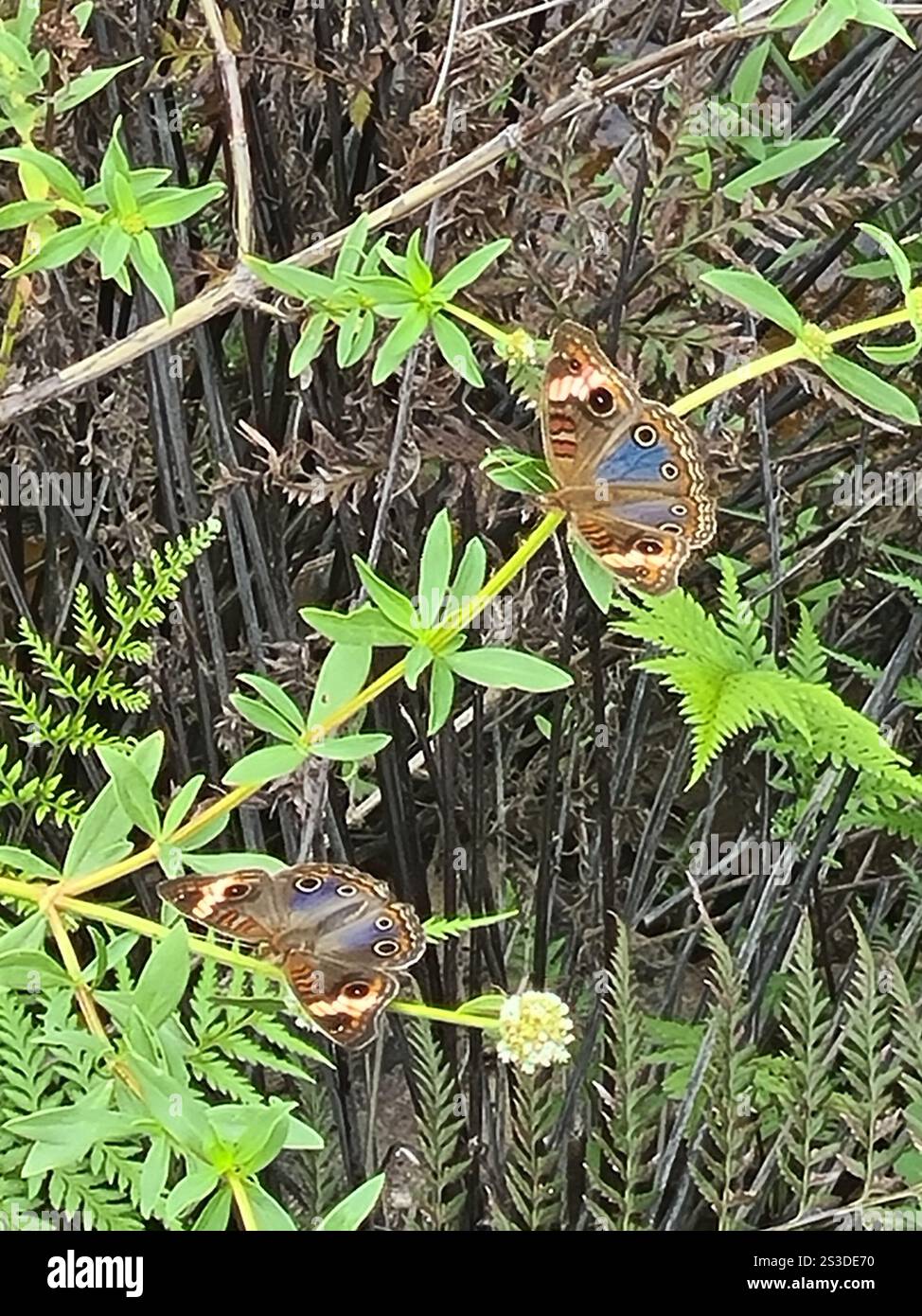 South American Tropical Buckeye (Junonia evarete Stock Photo - Alamy