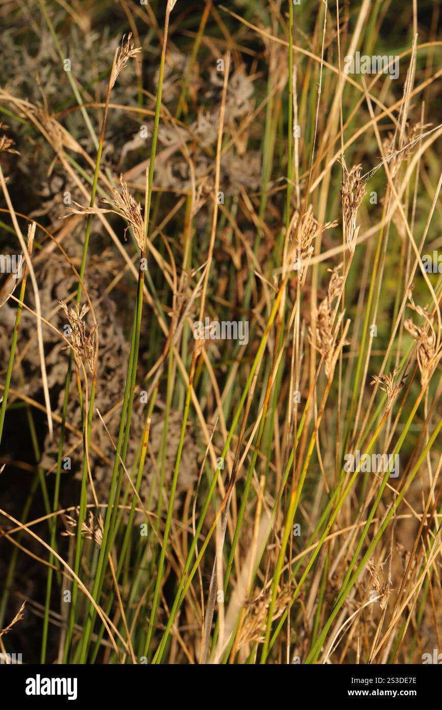 Hard Rush (Juncus inflexus Stock Photo - Alamy