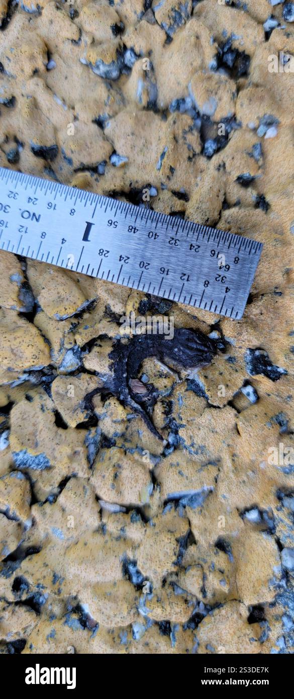 Pacific Newts (Taricha Stock Photo - Alamy