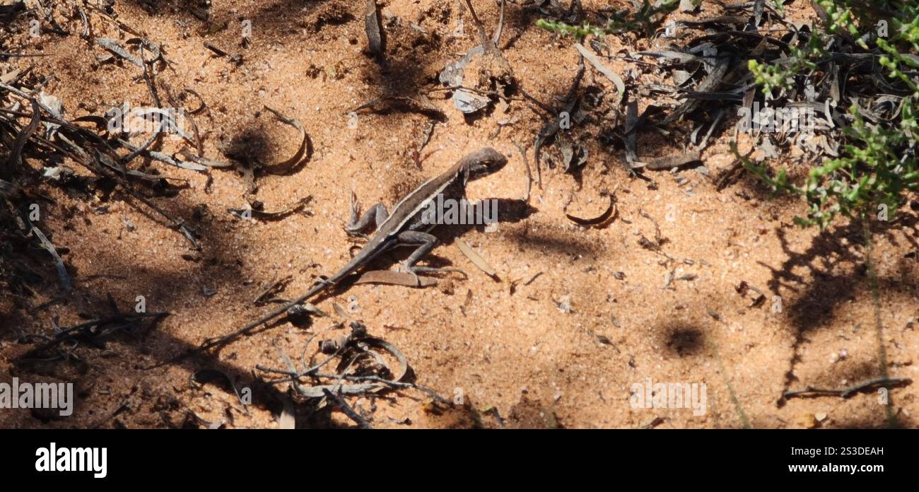 eastern mallee dragon (Ctenophorus spinodomus Stock Photo - Alamy