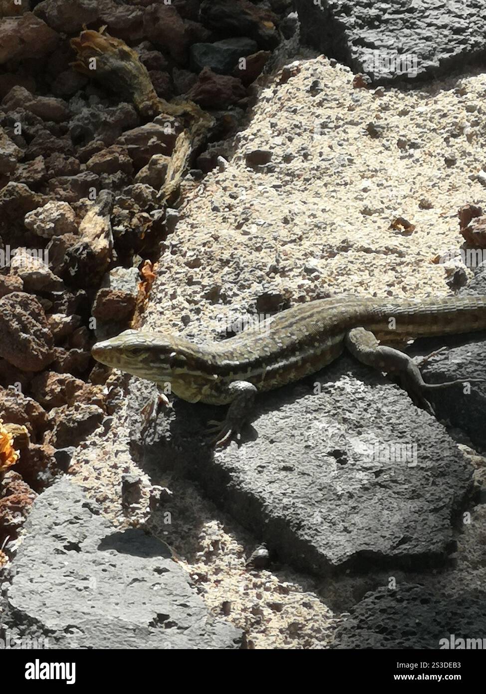 Tenerife Lizard (Gallotia galloti Stock Photo - Alamy