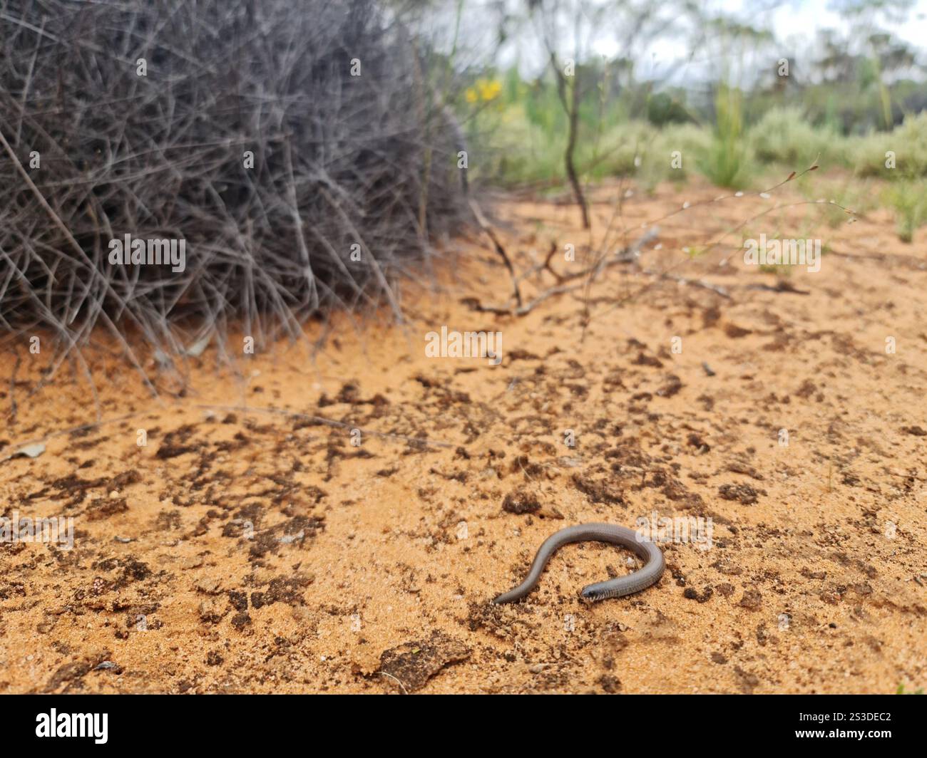 Marble-faced Delma (Delma australis Stock Photo - Alamy