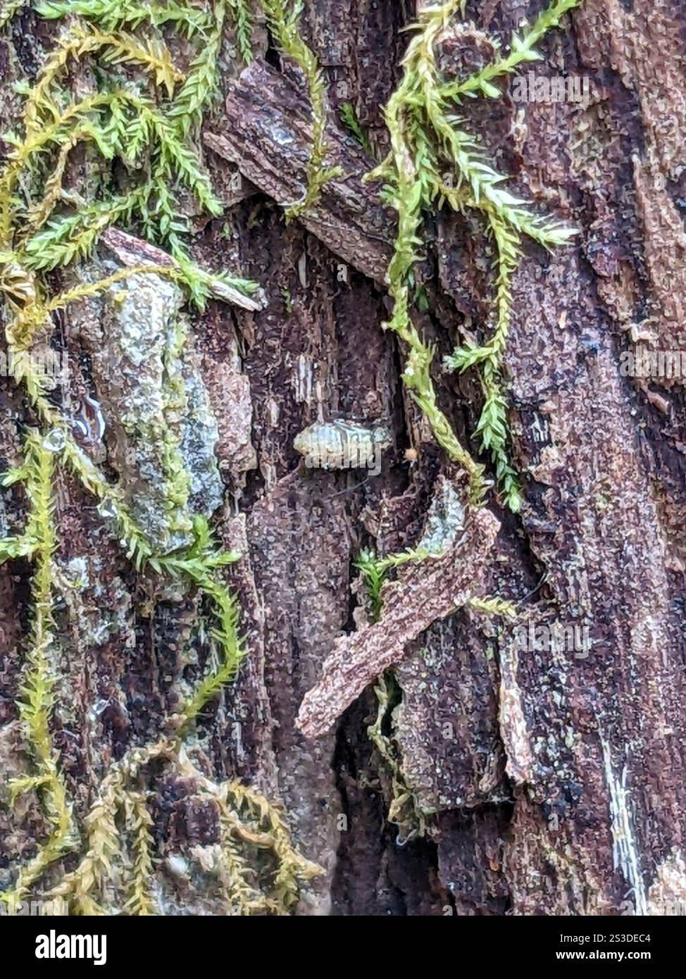 Barklice, Booklice, and Parasitic Lice (Psocodea Stock Photo - Alamy