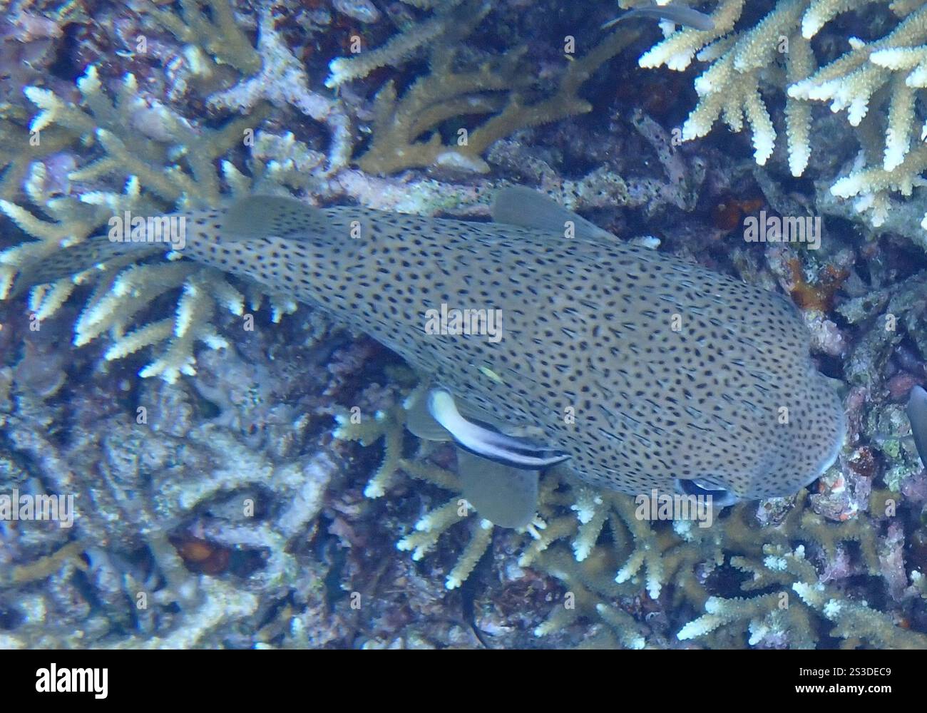 Spotted Porcupinefish (Diodon hystrix Stock Photo - Alamy