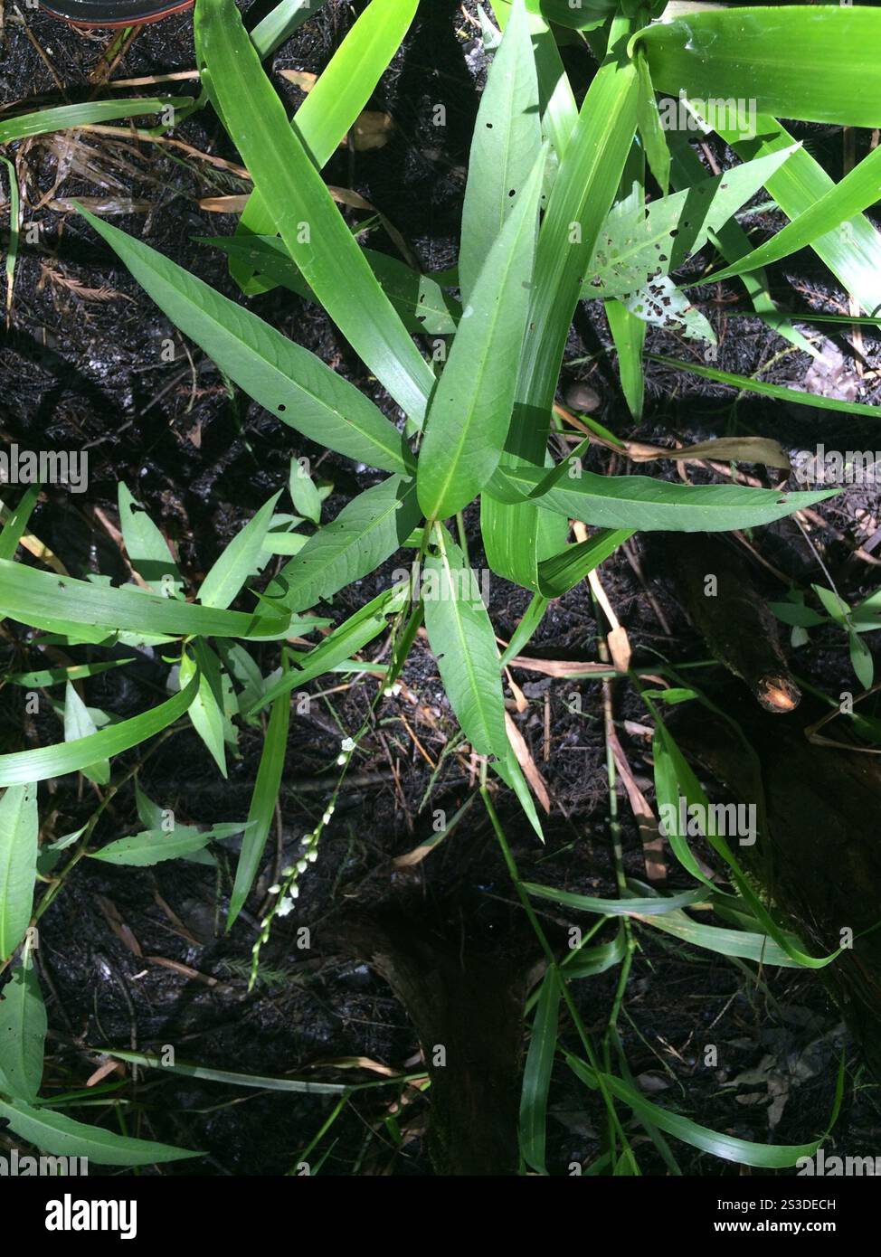 swamp smartweed (Persicaria hydropiperoides Stock Photo - Alamy