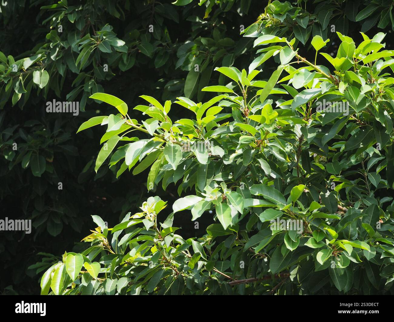 Japanese Superb Fig (Ficus subpisocarpa Stock Photo - Alamy