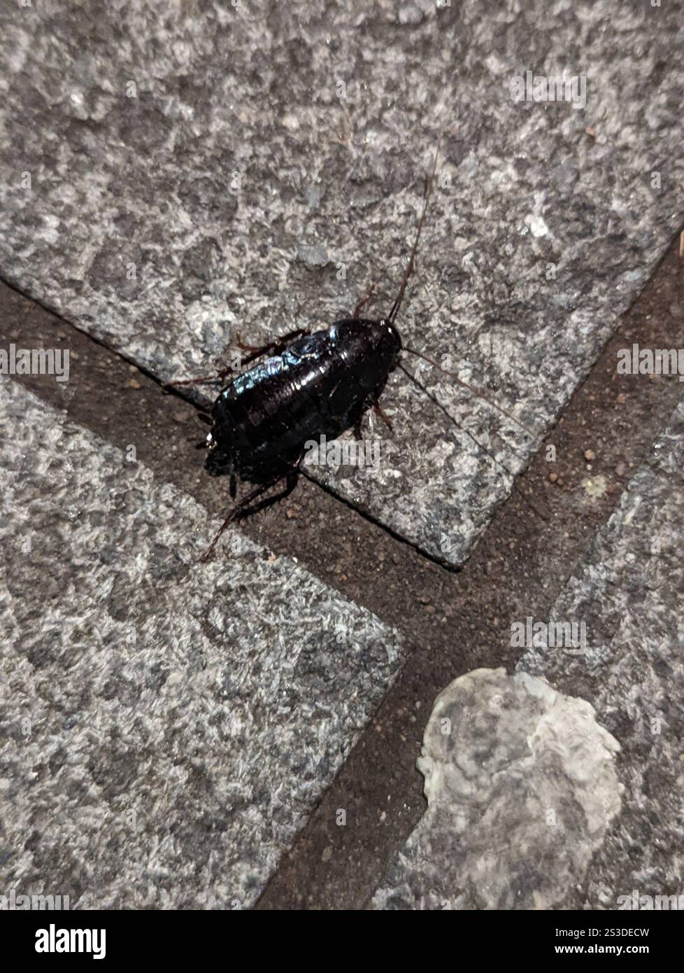 Oriental Cockroach (Blatta orientalis Stock Photo - Alamy