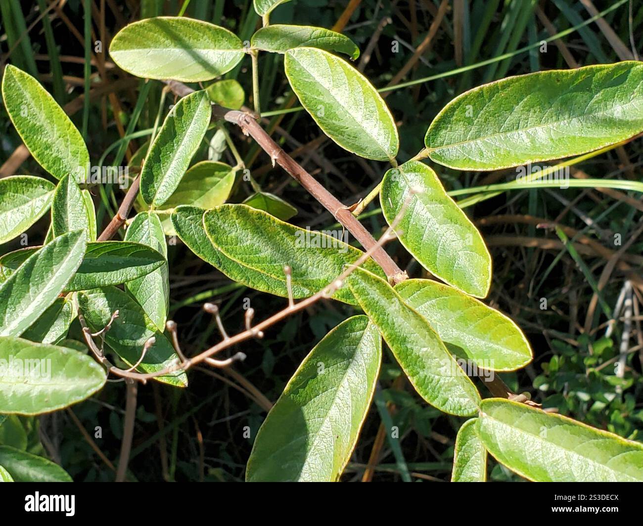 creeping beggarweed (Desmodium incanum Stock Photo - Alamy