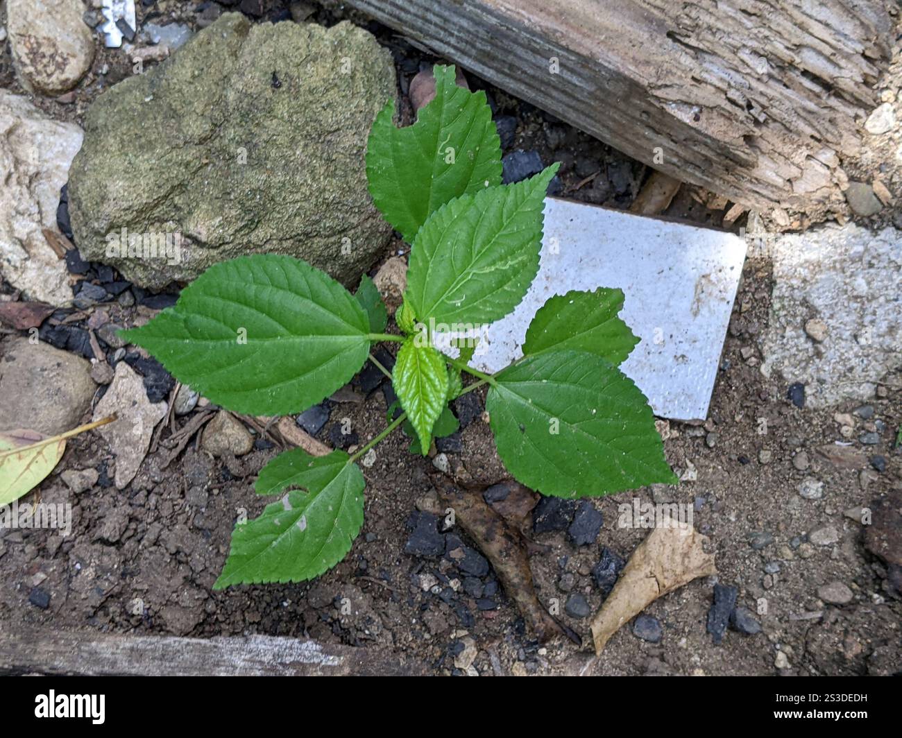 West Indian woodnettle (Laportea aestuans Stock Photo - Alamy