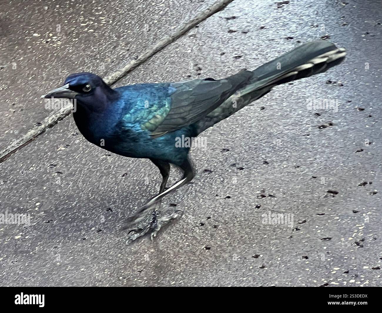 Boat-tailed Grackle (Quiscalus major Stock Photo - Alamy